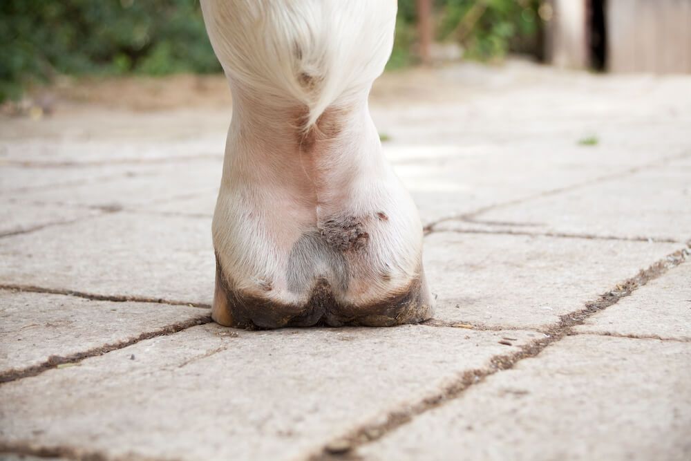 Das Equine Sarkoid
