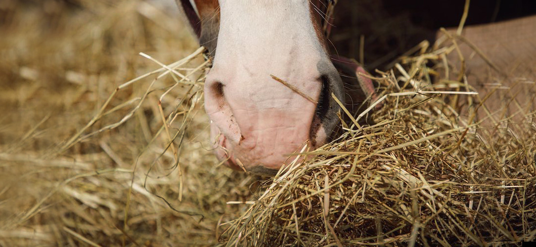 Roughage for horses: Hay, Haylage, Silage » Ewalia
